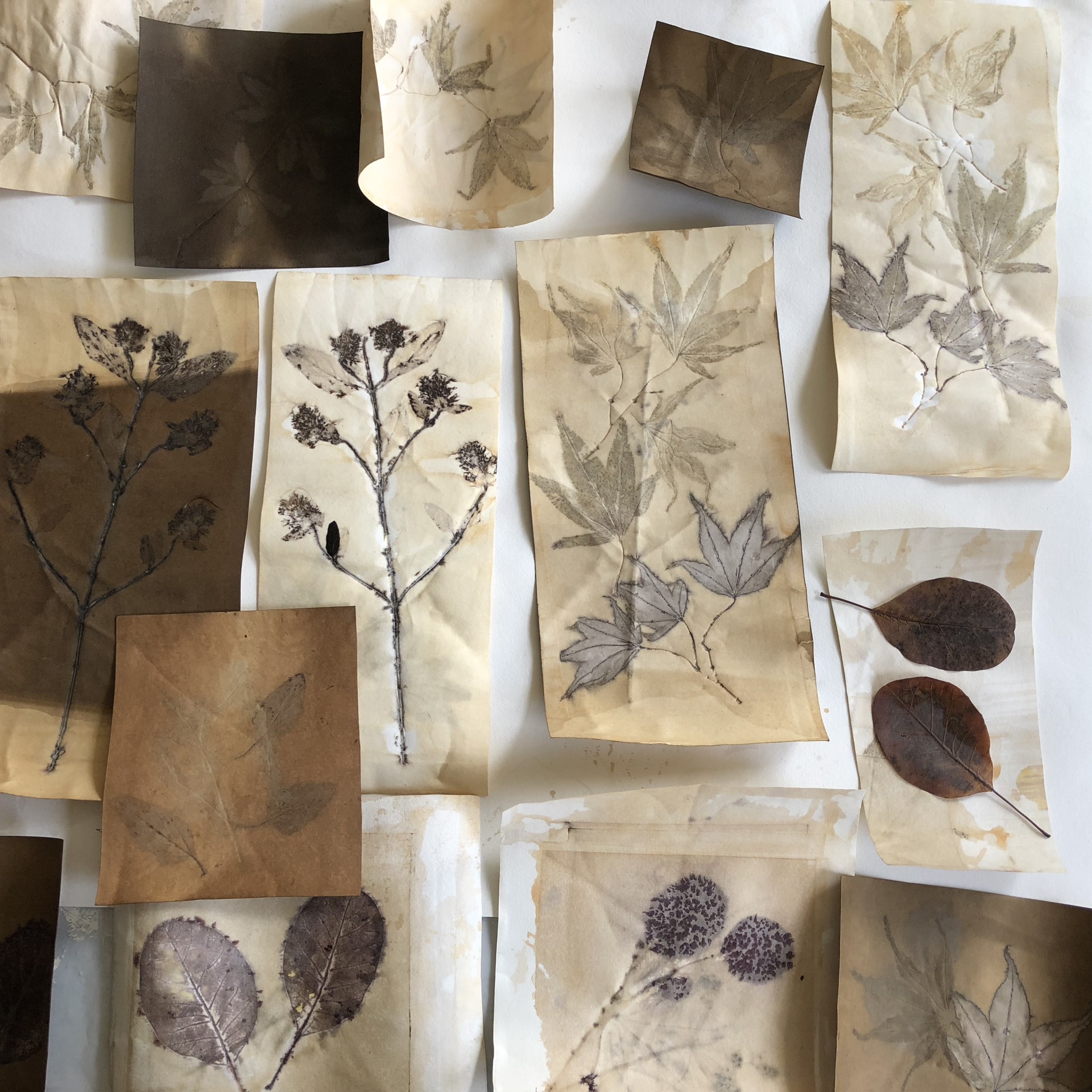 Earthy ! using organic dye to give earthy tones to Eco-prints – THE ...