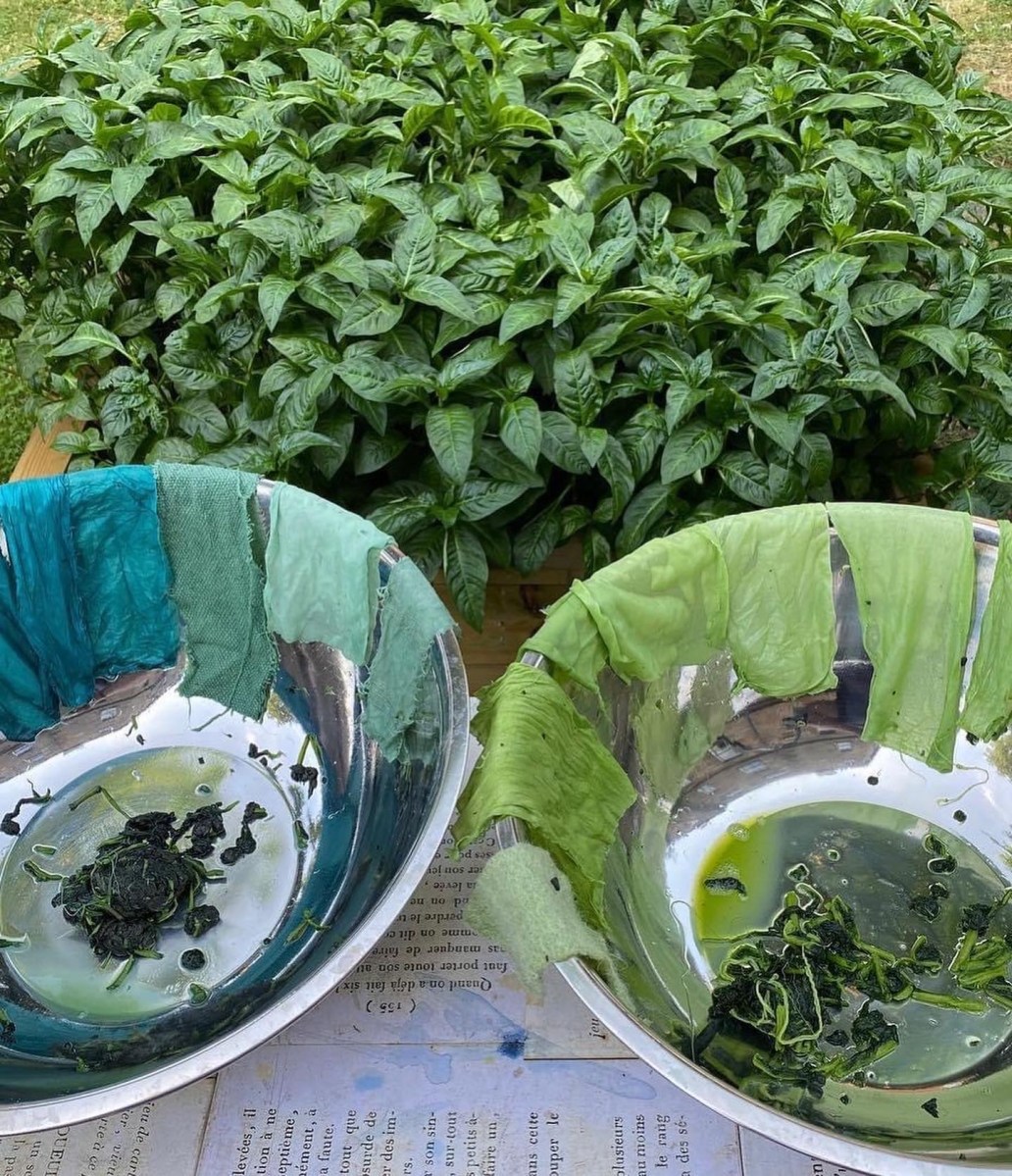 From Seed to Blue – Home growing Indigo pigment plants – THE LANSDOWNE ...