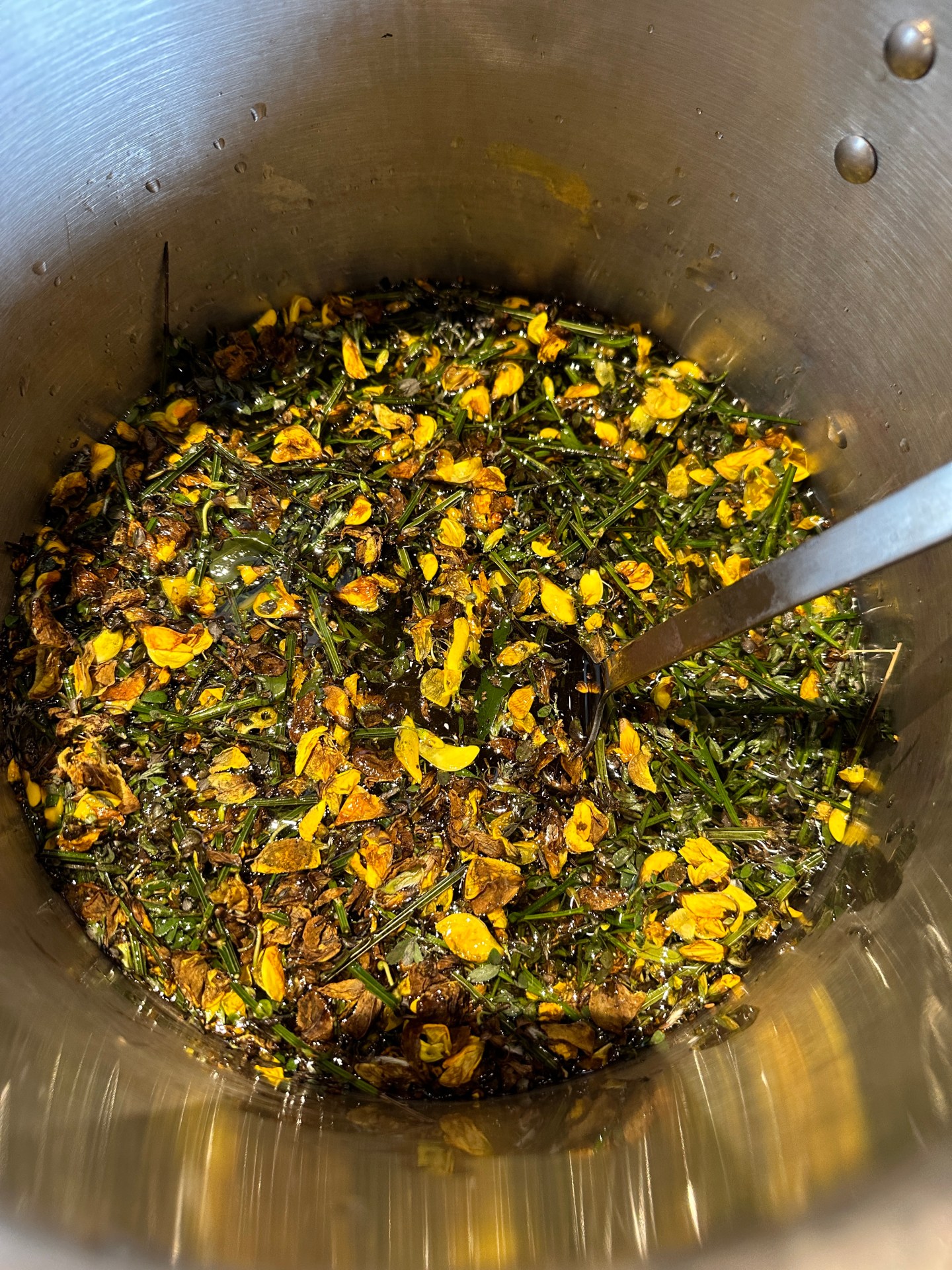Dyeing Blue with Woad plants – Spring 2023 – THE LANSDOWNE HOUSE