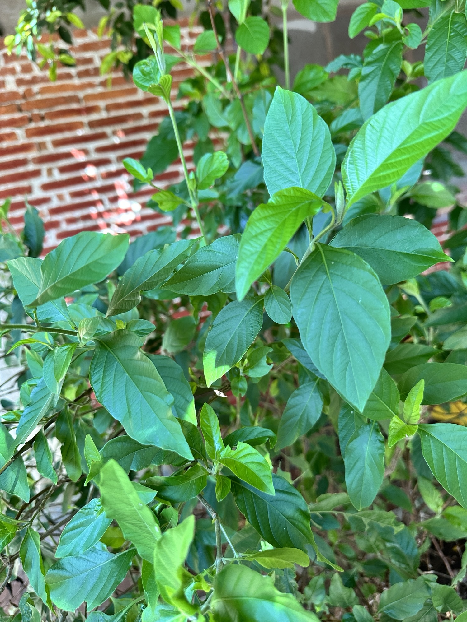 Muicle, Mexican honeysuckle, dye plant for blue or Indigo ? – THE ...